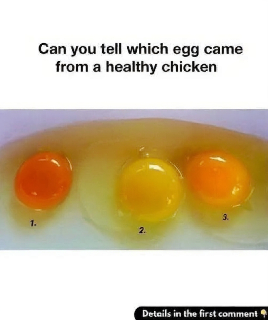 How to Tell If an Egg Came from a Healthy Chicken: 6 Signs of Superior ...